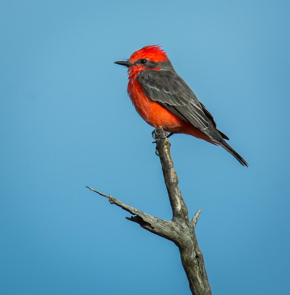 Foto príncipe (Pyrocephalus rubinus) Por Leandro Espino | Wiki Aves - A ...