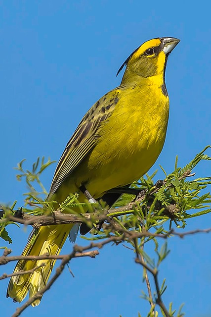 Foto cardeal-amarelo (Gubernatrix cristata) Por Marco Guedes | Wiki ...