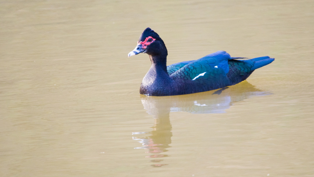 Foto pato-do-mato (Cairina moschata) Por Adriano Genovez | Wiki Aves ...
