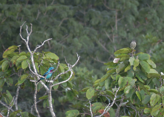 Foto anambé-azul (Cotinga cayana) Por Arthur Gomes | Wiki Aves - A ...