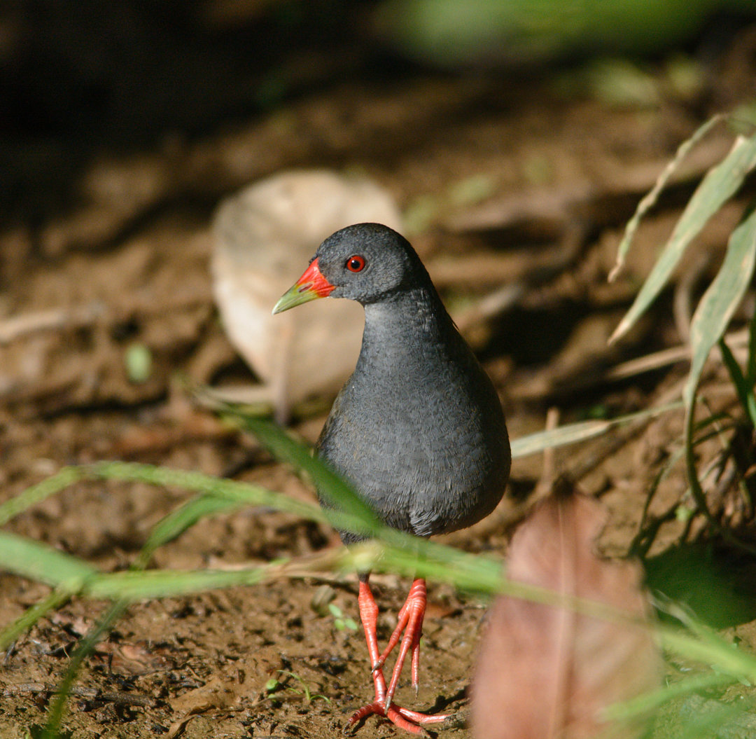 Foto turu-turu (Neocrex erythrops) Por Fausto Araújo | Wiki Aves - A ...