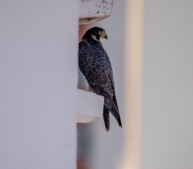 Foto falcão-peregrino (Falco peregrinus) Por Antonio Gutierrez | Wiki ...