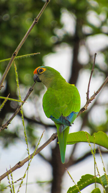 Foto periquito-rei (Eupsittula aurea) Por Larissa F. Santos | Wiki Aves ...