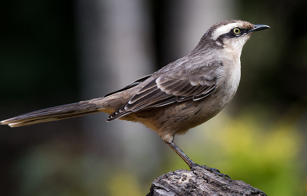 Foto sabiá-do-campo (Mimus saturninus) Por Luis Carlos Heringer | Wiki ...