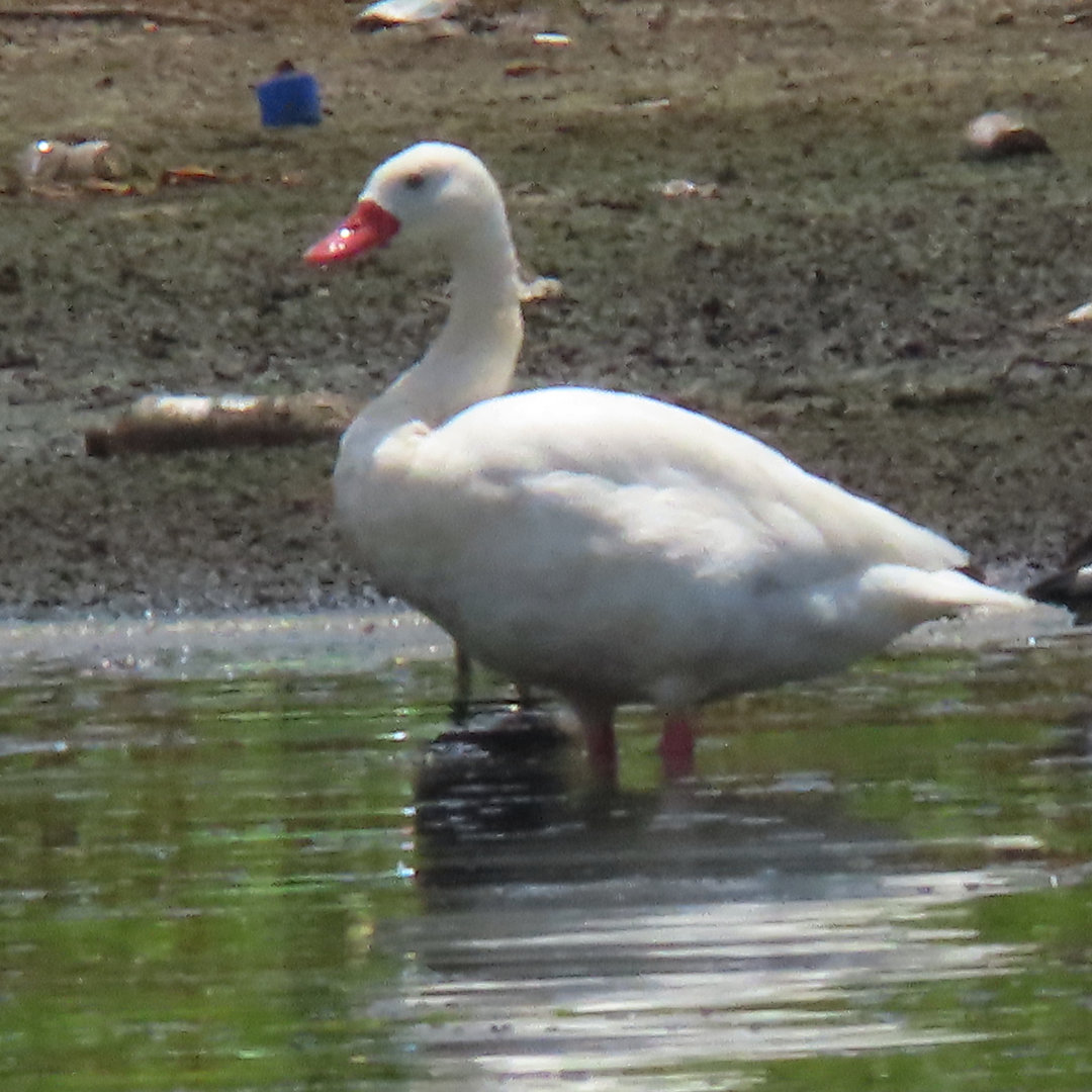 Foto capororoca (Coscoroba coscoroba) Por Ronaldo Rodrigues de Moraes ...