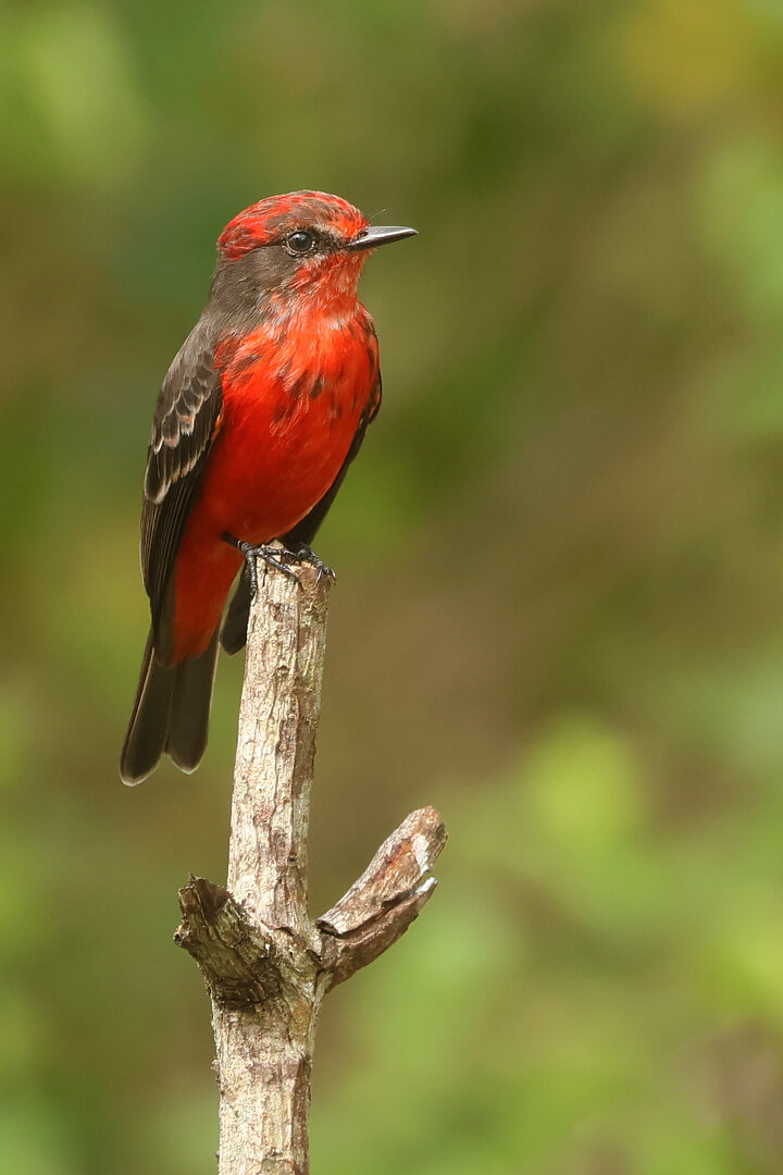 Foto príncipe (Pyrocephalus rubinus) Por Leonardo Casadei | Wiki Aves ...