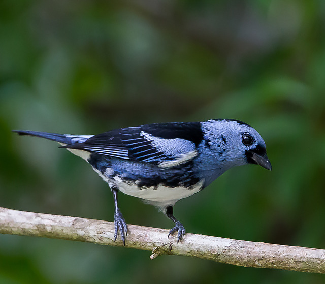 Foto cambada-de-chaves (Tangara brasiliensis) Por Lucas Garboggini ...