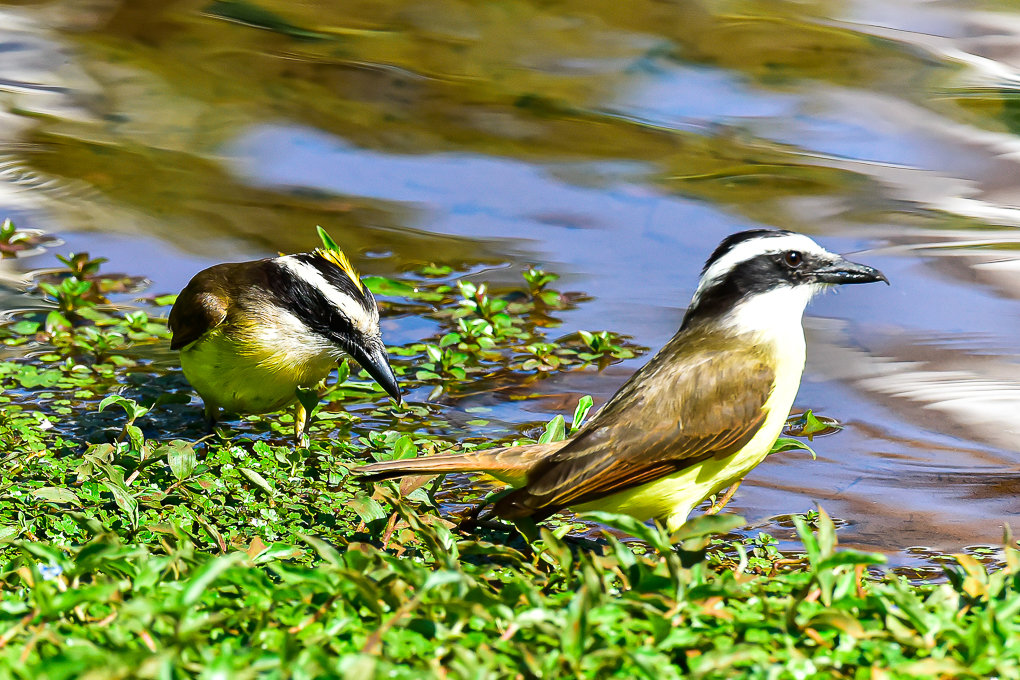 Foto bem-te-vi (Pitangus sulphuratus) Por Luiz Bravo | Wiki Aves - A ...