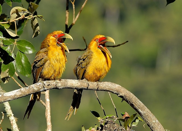 Piciformes | WikiAves - A Enciclopédia das Aves do Brasil
