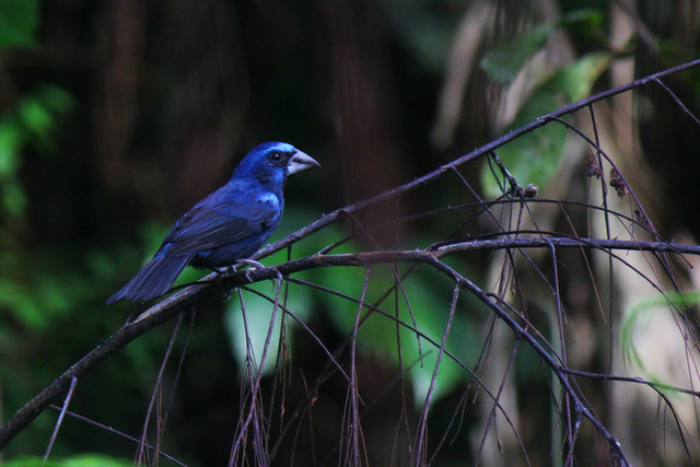 Foto azulão-da-amazônia (Cyanoloxia rothschildii) Por Fernando Igor de ...