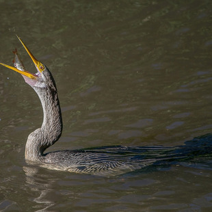 Anhingidae | WikiAves - A Enciclopédia das Aves do Brasil