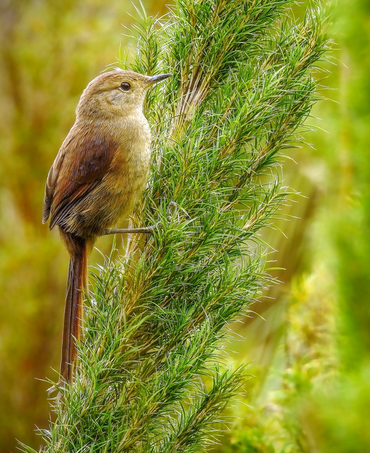 Foto garrincha-chorona (Asthenes moreirae) Por Aisse Gaertner | Wiki ...