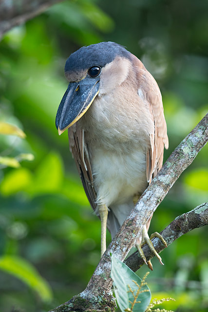 Foto arapapá (Cochlearius cochlearius) Por Felipe R. Barreto | Wiki ...