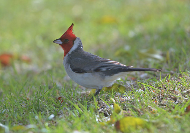 Foto cardeal (Paroaria coronata) Por Julio Machado | Wiki Aves - A ...