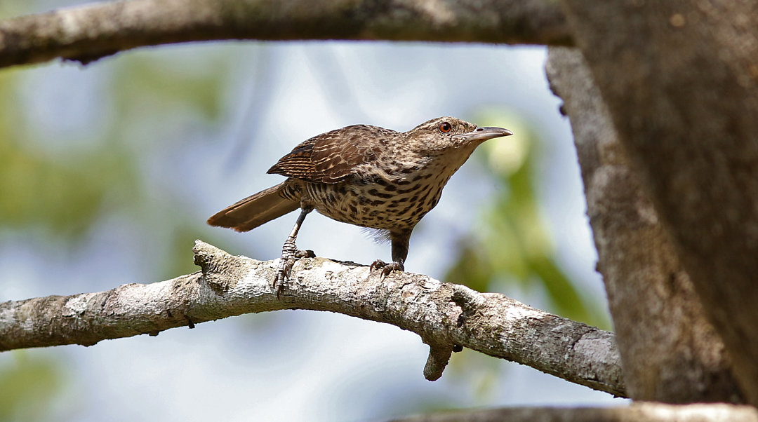 Foto catatau (Campylorhynchus turdinus) Por Davi Abreu | Wiki Aves - A ...