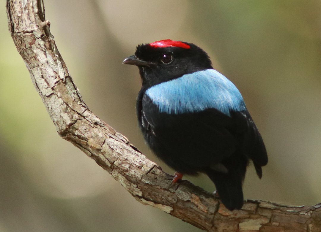 Foto tangará-príncipe (Chiroxiphia pareola) Por Jailson Souza | Wiki ...