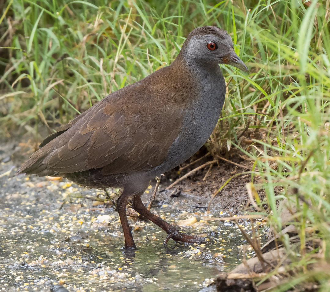 Foto turu-turu (Neocrex erythrops) Por Breno Farias | Wiki Aves - A ...