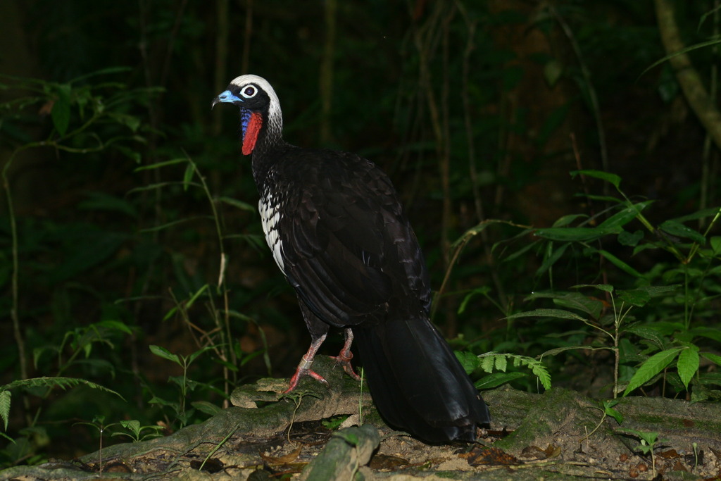 Foto jacutinga (Aburria jacutinga) Por Marco Aurélio | Wiki Aves - A ...
