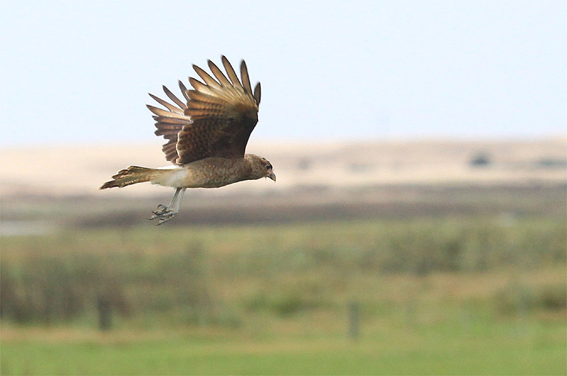 Foto chimango (Milvago chimango) Por Roberto Seckendorff | Wiki Aves ...