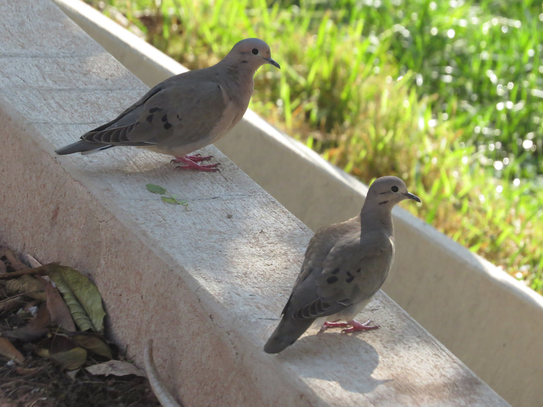 Foto avoante (Zenaida auriculata) Por Sergio T. Almeida | Wiki Aves - A ...