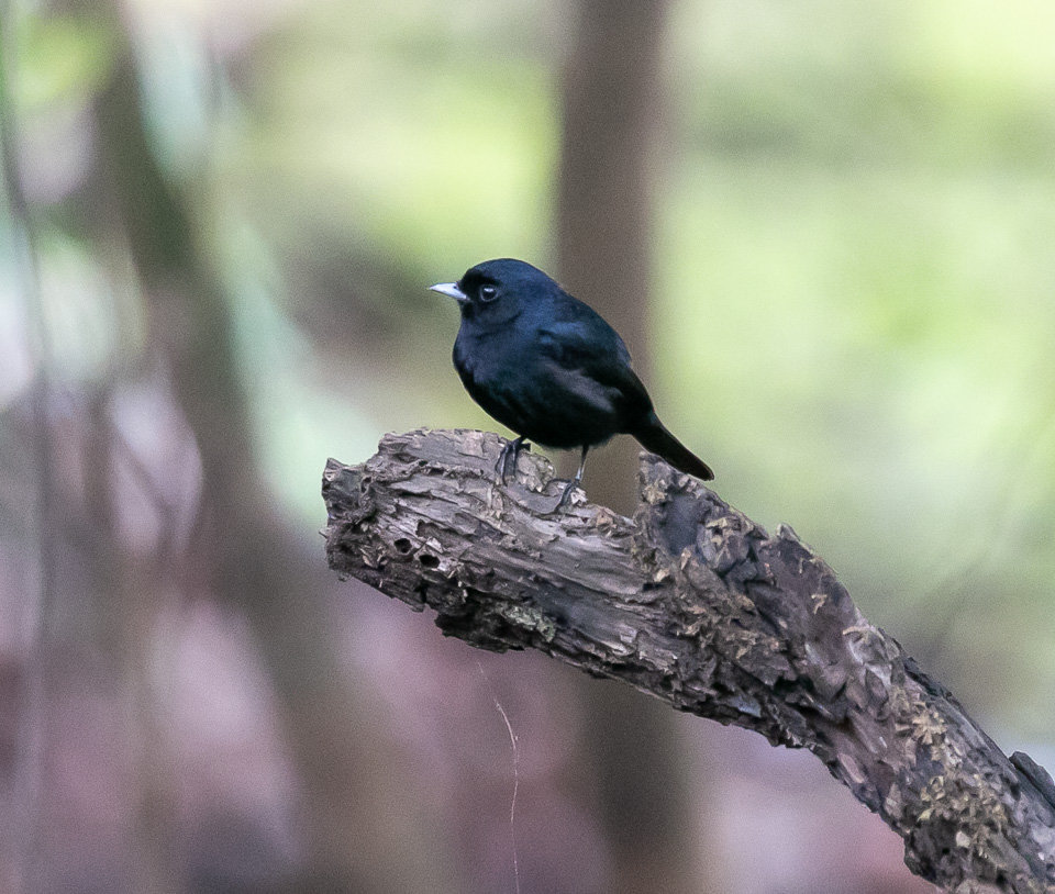 Foto maria-preta-do-igapó (Knipolegus poecilocercus) Por Tycho ...