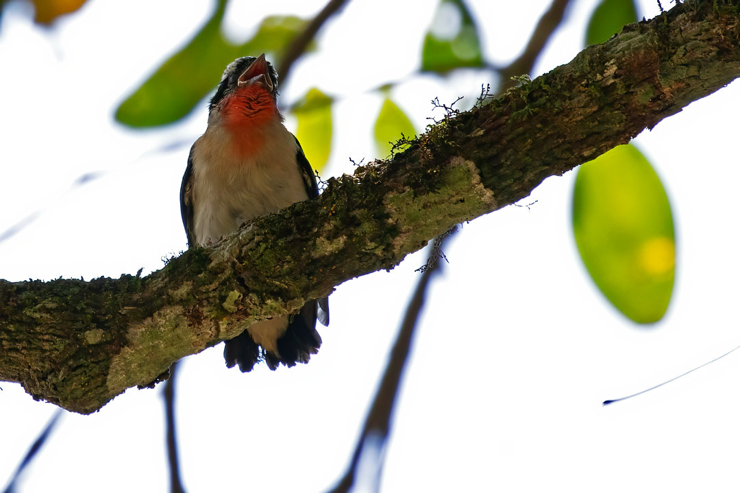 Foto saíra-apunhalada (Nemosia rourei) Por Leonildo Piovesan - Seberí ...