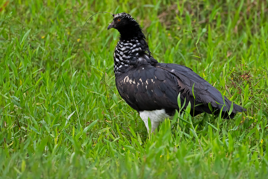 Foto anhuma (Anhima cornuta) Por Leonildo Piovesan - Seberí-RS | Wiki ...