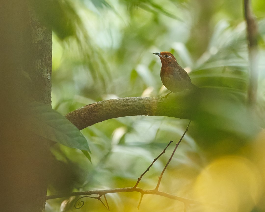 Foto uirapuru-de-orelha-alaranjada (Cyphorhinus interpositus) Por Mario ...