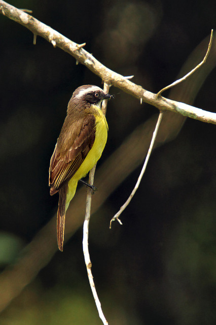 Foto bentevizinho-de-penacho-vermelho (Myiozetetes similis) Por Roberto ...