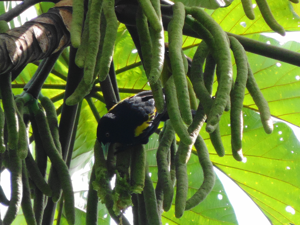 Foto tecelão (Cacicus chrysopterus) Por Valéria Vieira | Wiki Aves - A ...
