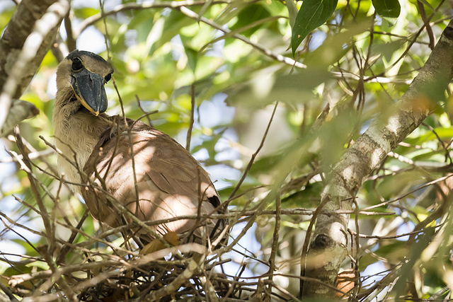 arapapá (Cochlearius cochlearius) | WikiAves - A Enciclopédia das Aves ...