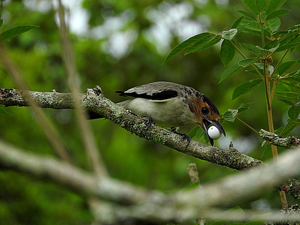 Foto anambé-branco-de-bochecha-parda (Tityra inquisitor) Por Maria H ...