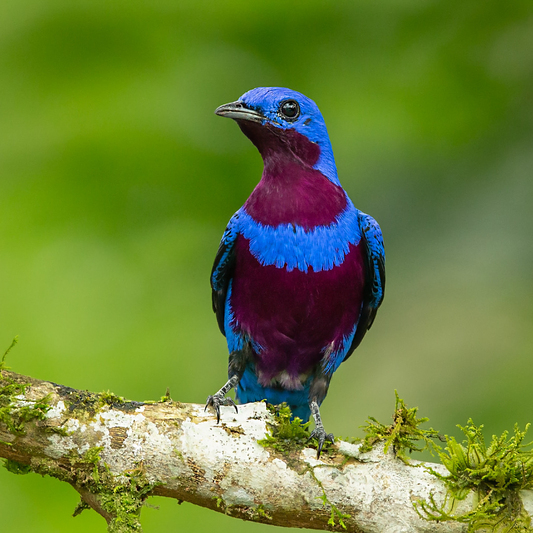 Foto crejoá (Cotinga maculata) Por Ester Ramirez | Wiki Aves - A ...