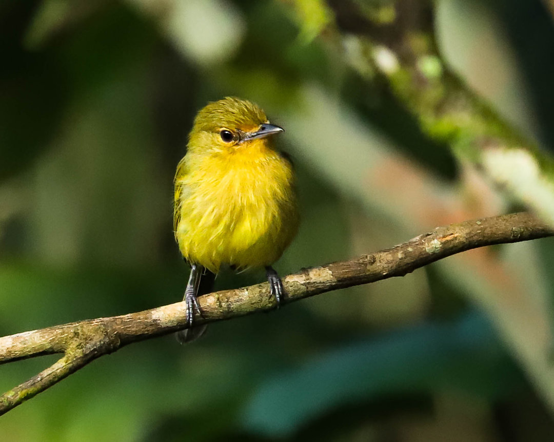Foto bico-chato-amarelo (Tolmomyias flaviventris) Por Bárbara Walmsley ...