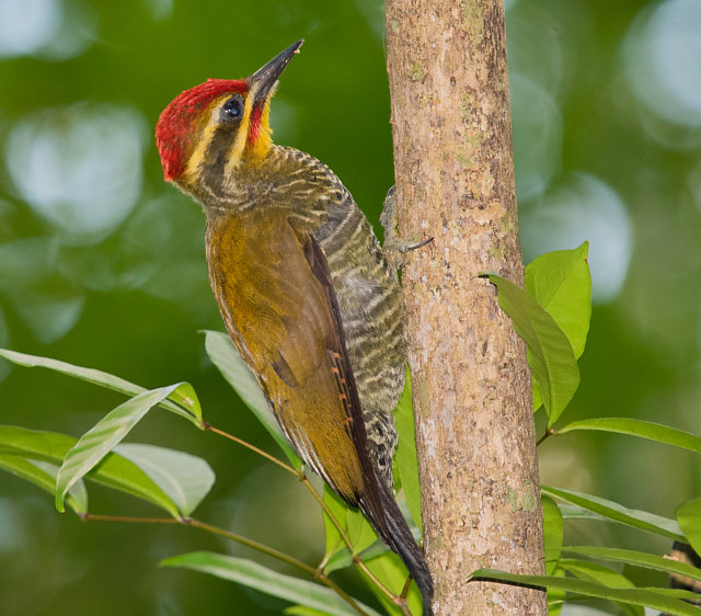 Foto pica-pau-dourado (Piculus aurulentus) Por André Wittmann | Wiki ...