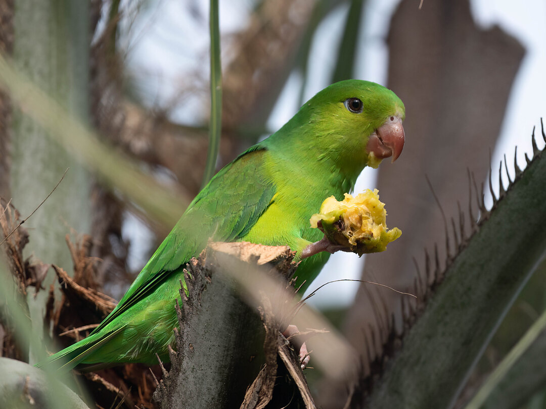 Foto periquito-rico (Brotogeris tirica) Por Marcos Guirado | Wiki Aves ...