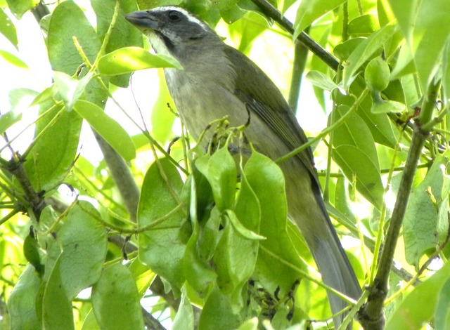Foto trinca-ferro (Saltator similis) Por Vital Teixeira | Wiki Aves - A ...
