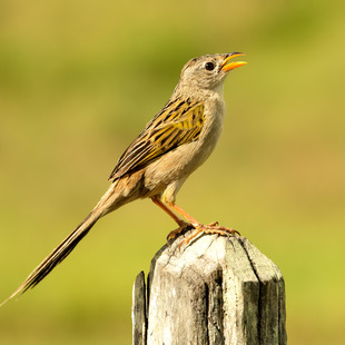 canário-do-campo (Emberizoides herbicola) | WikiAves - A Enciclopédia ...