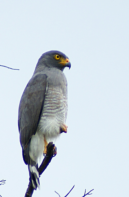 Foto gavião-carijó (Rupornis magnirostris) Por Thiago Fagundes | Wiki ...