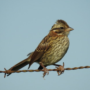 Passerellidae | WikiAves - A Enciclopédia das Aves do Brasil
