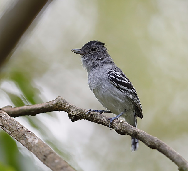 Foto choca-da-bolívia (Thamnophilus sticturus) Por Luiz Brito | Wiki ...