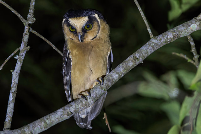 Foto caburé-acanelado (Aegolius harrisii) Por Thelma Gatuzzo | Wiki ...