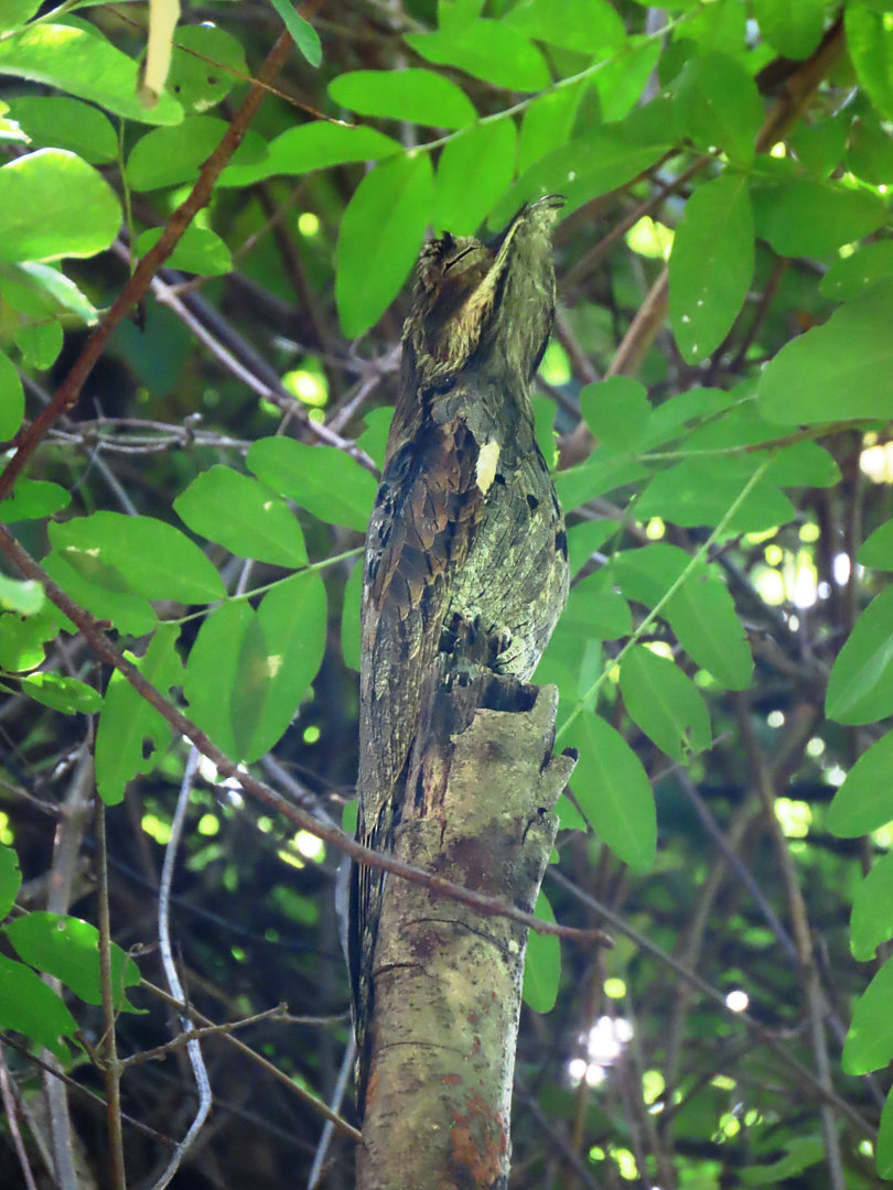 Foto urutau (Nyctibius griseus) Por Raisson T. Rodrigues | Wiki Aves ...
