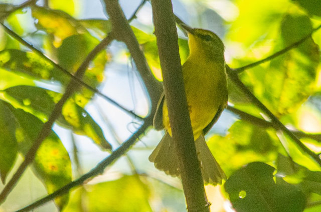Foto canário-do-mato (Myiothlypis flaveola) Por José Pireni | Wiki Aves ...