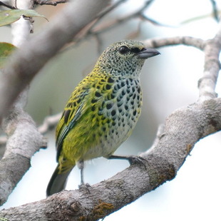 saíra-negaça (Tangara punctata) | WikiAves - A Enciclopédia das Aves do ...