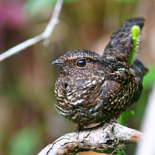 bacurau-de-lajeado (Nyctidromus nigrescens) | WikiAves - A Enciclopédia ...