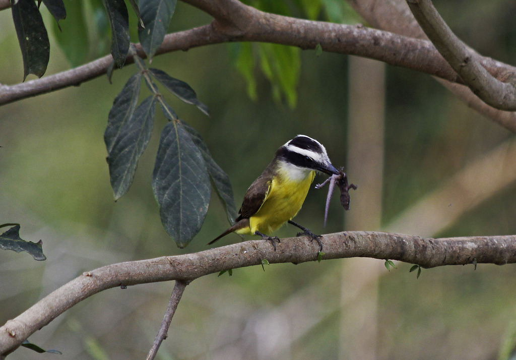 Foto bem-te-vi (Pitangus sulphuratus) Por Carlos Ranzani | Wiki Aves ...