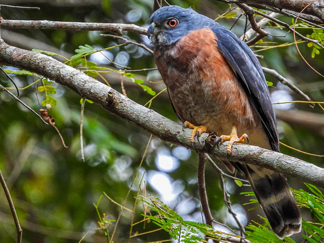 Foto gavião-ripina (Harpagus bidentatus) Por José Silvestre Vieira ...