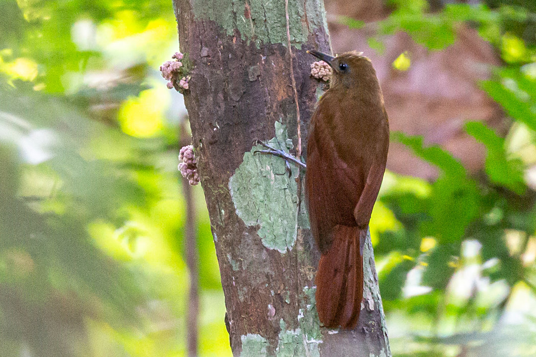 Foto arapaçu-da-taoca (Dendrocincla merula) Por Paulo Fernando ...
