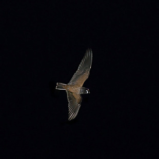 tuju (Lurocalis semitorquatus) | WikiAves - A Enciclopédia das Aves do ...